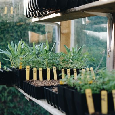 Zaai- en kweektrays: welke tray gebruik je voor welke zaden? – MAY & JUNE