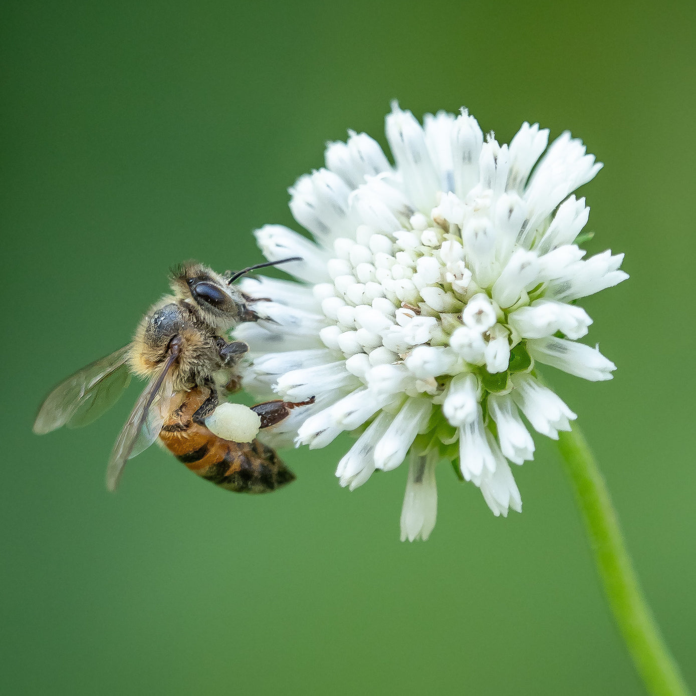 Top-3: Inheemse bloemen voor de bij | MAY & JUNE