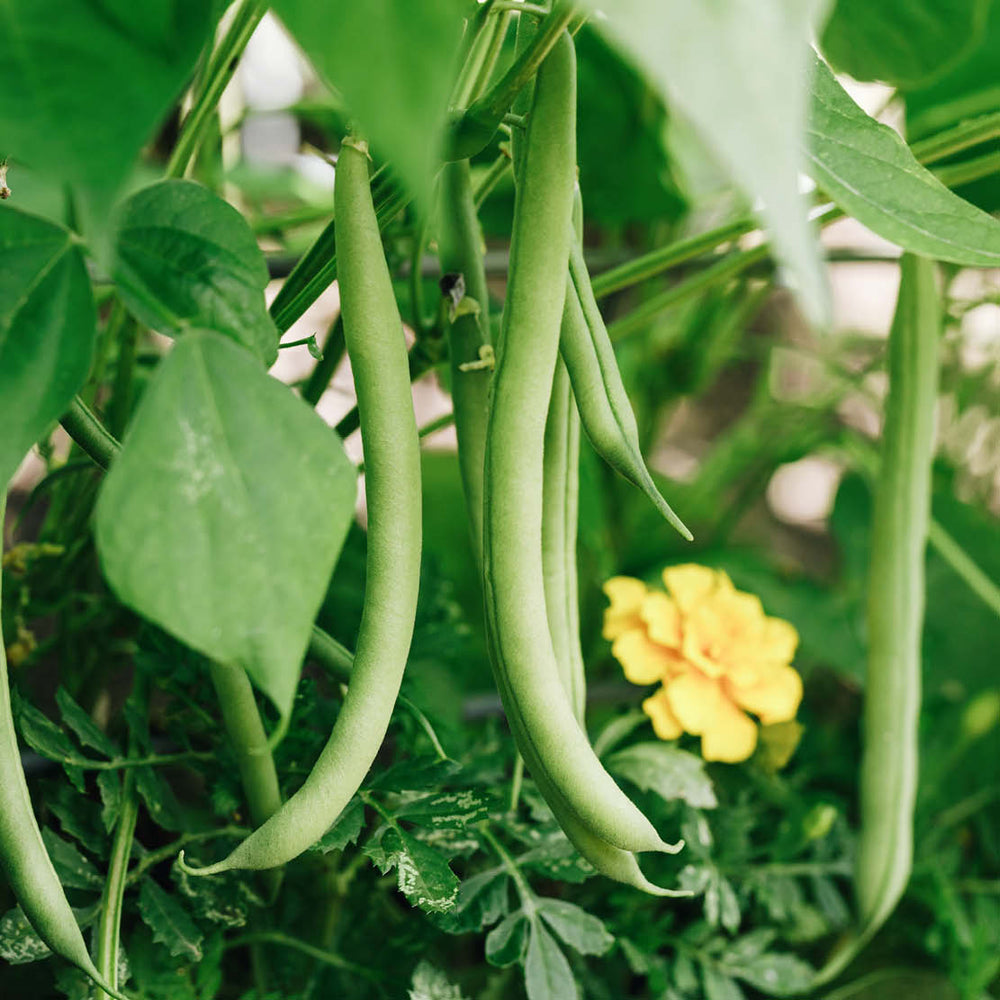 Bijzondere groentezaden | MAY & JUNE