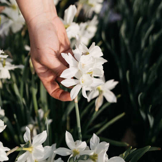 Narcissen
