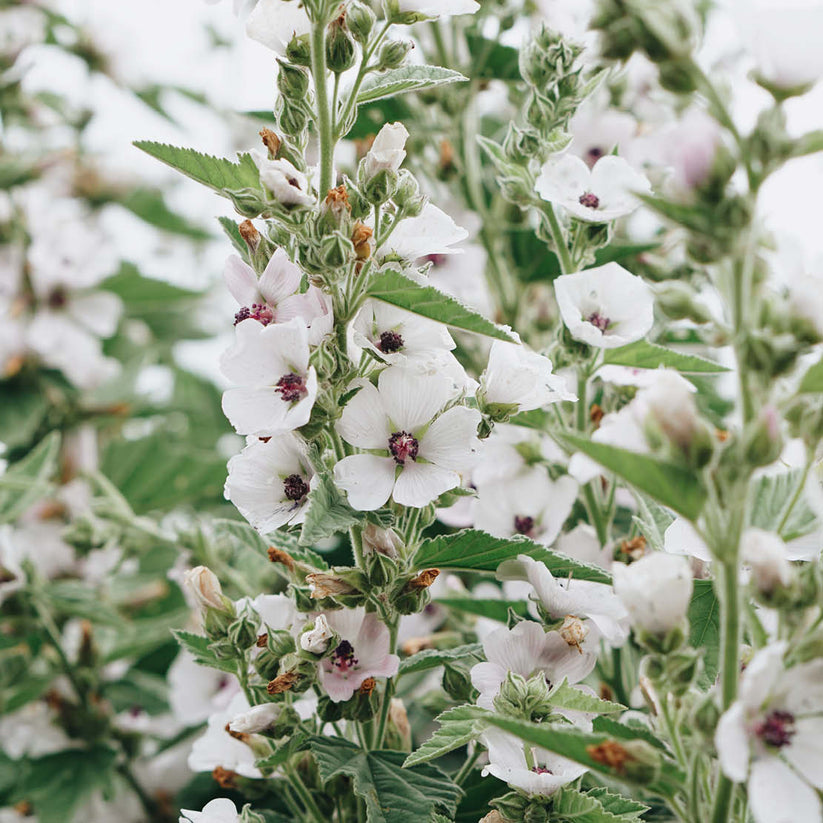 Althaea officinalis (echte heemst) | MAY & JUNE