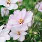 Cosmos bipinnatus ‘Cosimo Collarette’ | Cosmea | MAY & JUNE