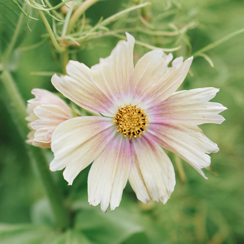 Cosmos bipinnatus ‘Apricot Lemonade’ | Cosmea | MAY & JUNE