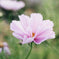 Cosmos bipinnatus ‘Fizzy Pink’ | Cosmea | MAY & JUNE