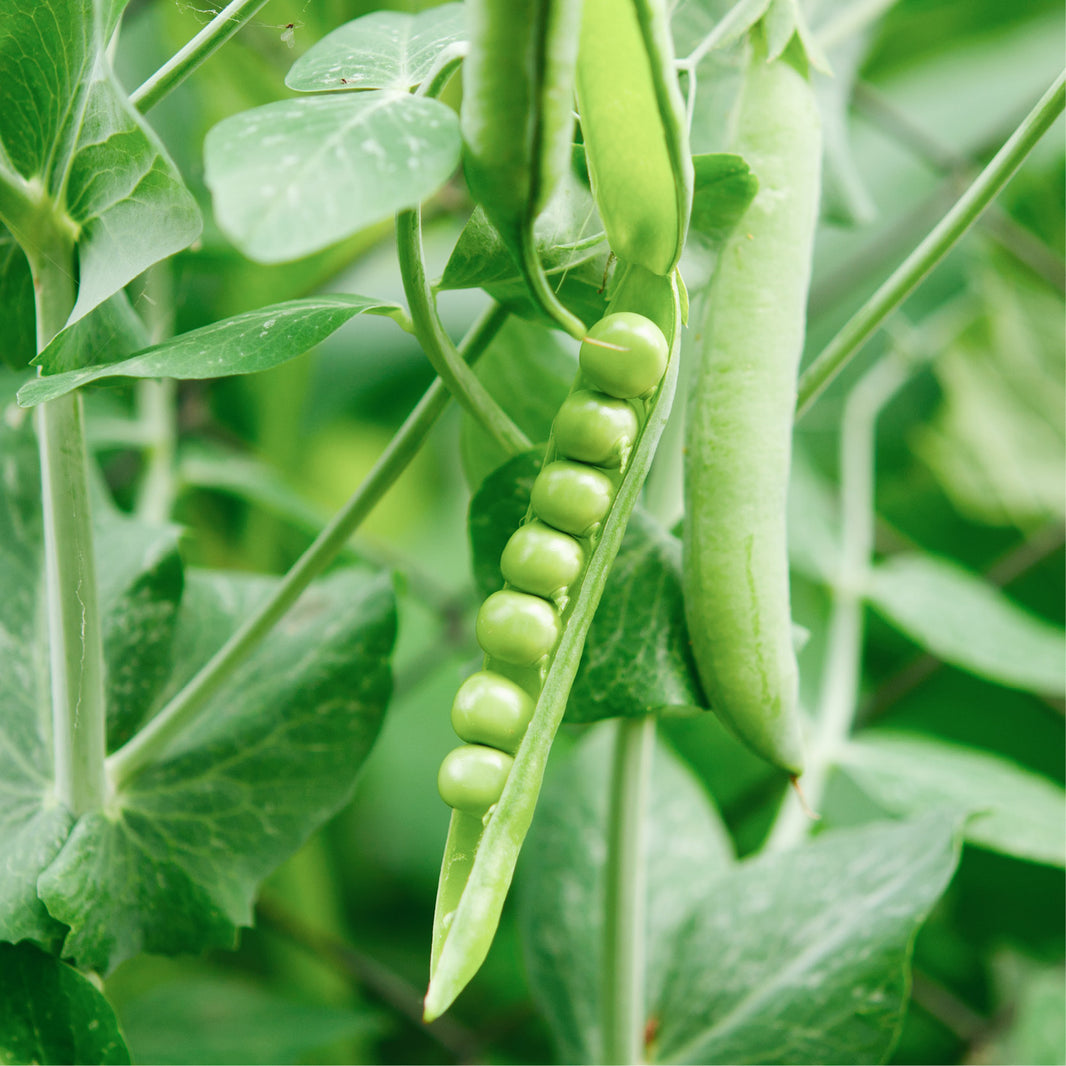 Biologische groentezaden | MAY & JUNE