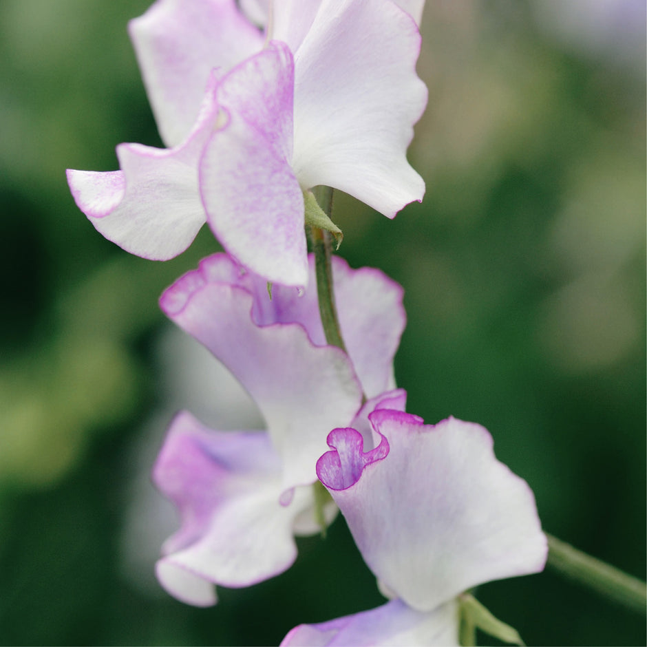 Bloemzaden | MAY & JUNE – Page 10