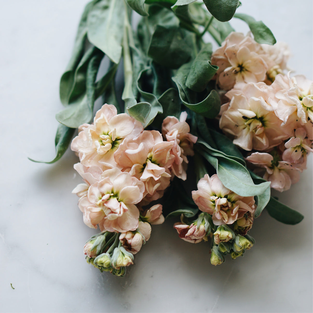 Matthiola incana ‘Apricot’ | MAY & JUNE