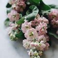 Matthiola incana ‘Light Pink’ | MAY & JUNE