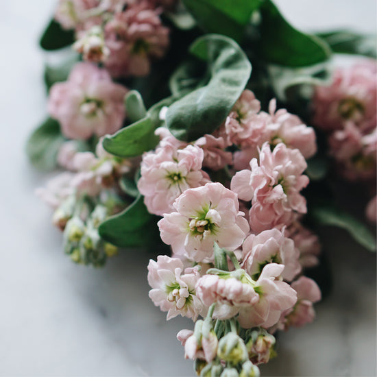 Matthiola incana ‘Light Pink’ | MAY & JUNE