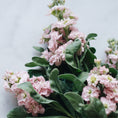 Matthiola incana ‘Light Pink’ | MAY & JUNE