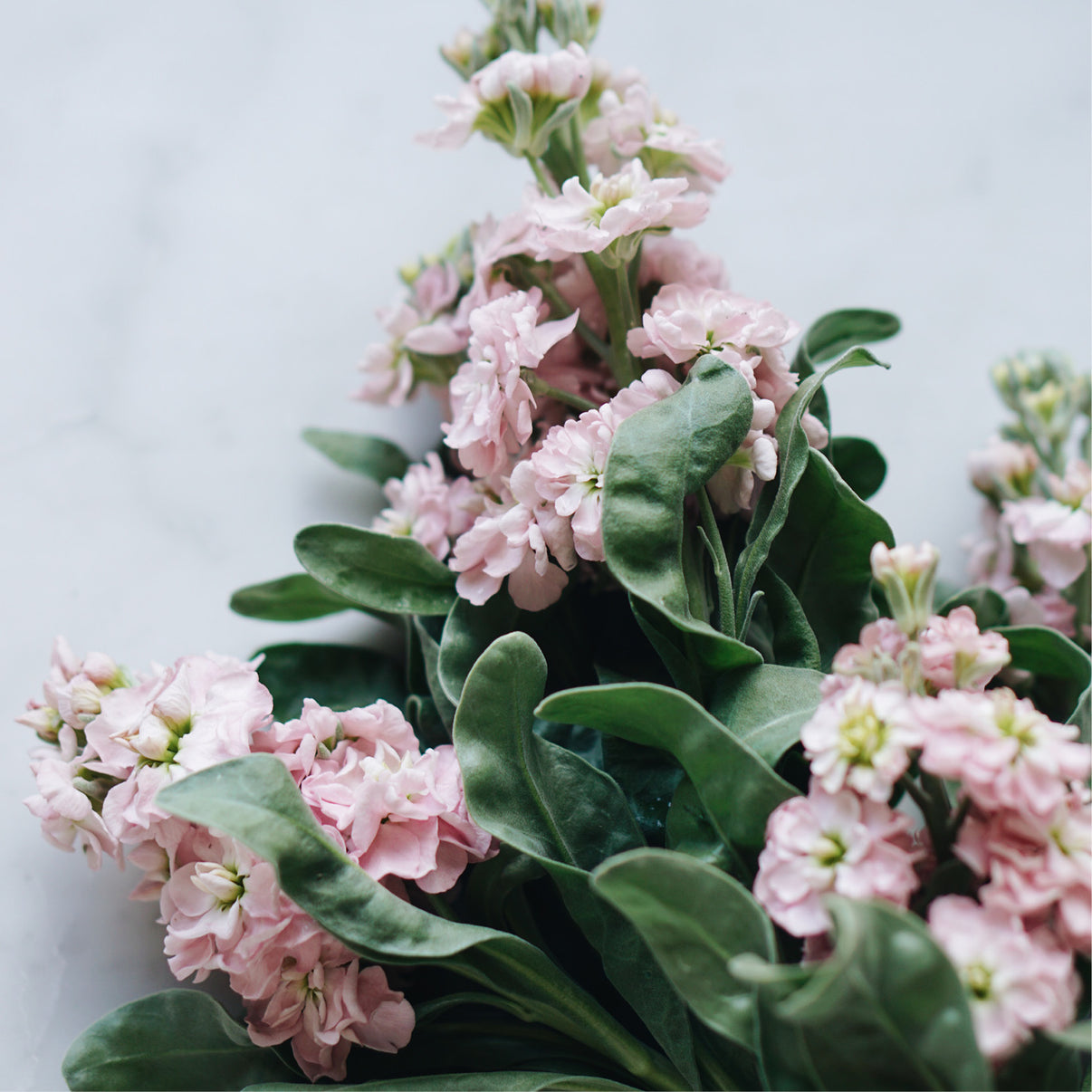 Matthiola incana ‘Light Pink’ | MAY & JUNE