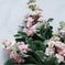 Matthiola incana ‘Light Pink’ | MAY & JUNE