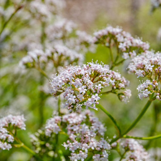 Valeriana officinalis | Echte valeriaan| ECO | MAY & JUNE
