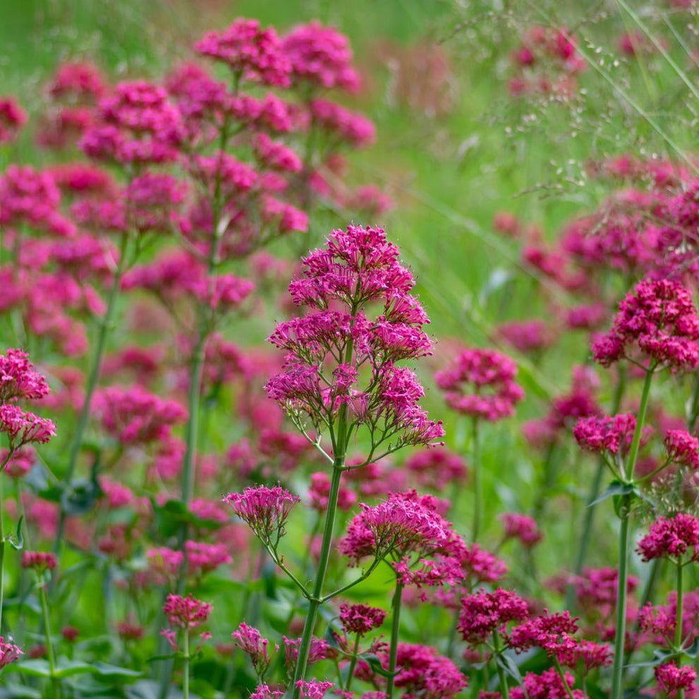 Centranthus ruber 'Coccineus' (spoorbloem) BIO | Biologische vaste ...