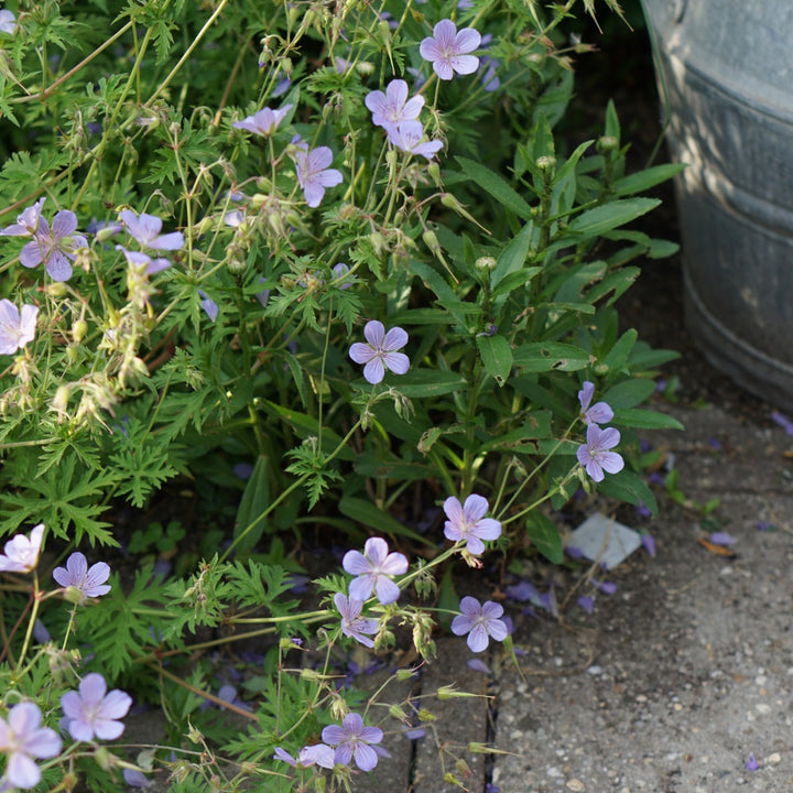 Vaste planten | Schoongekweekt en biologisch | MAY & JUNE