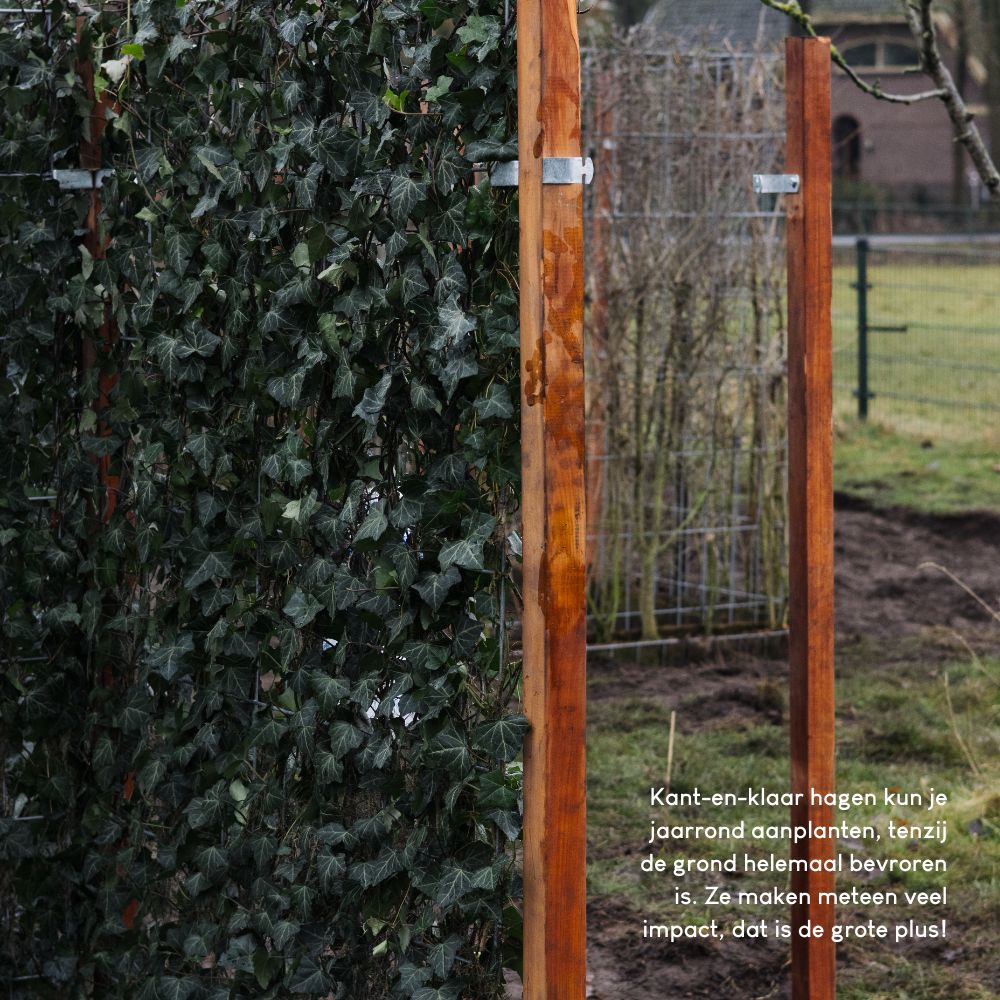 Kant-en-klaar haag Trachelospermum jasminoides (Toscaanse jasmijn ...