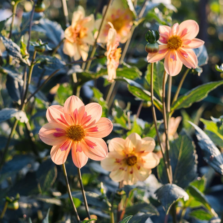 Dahlia 'Kelsey Annie Joy' | Bestel dahlia's | MAY & JUNE