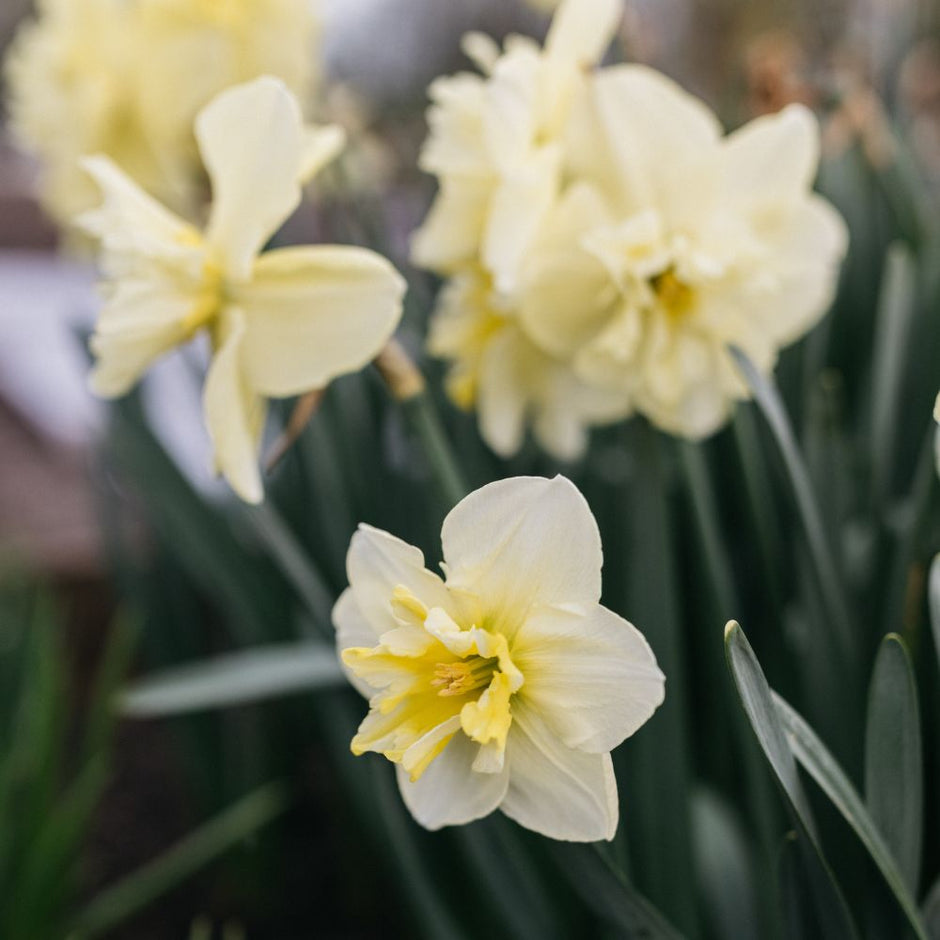 Narcissen – MAY & JUNE