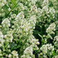 Reseda odorata | Bloemzaden | MAY & JUNE