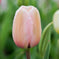 Tulp 'Design Impression' BIO | Biologische bloembollen | MAY & JUNE