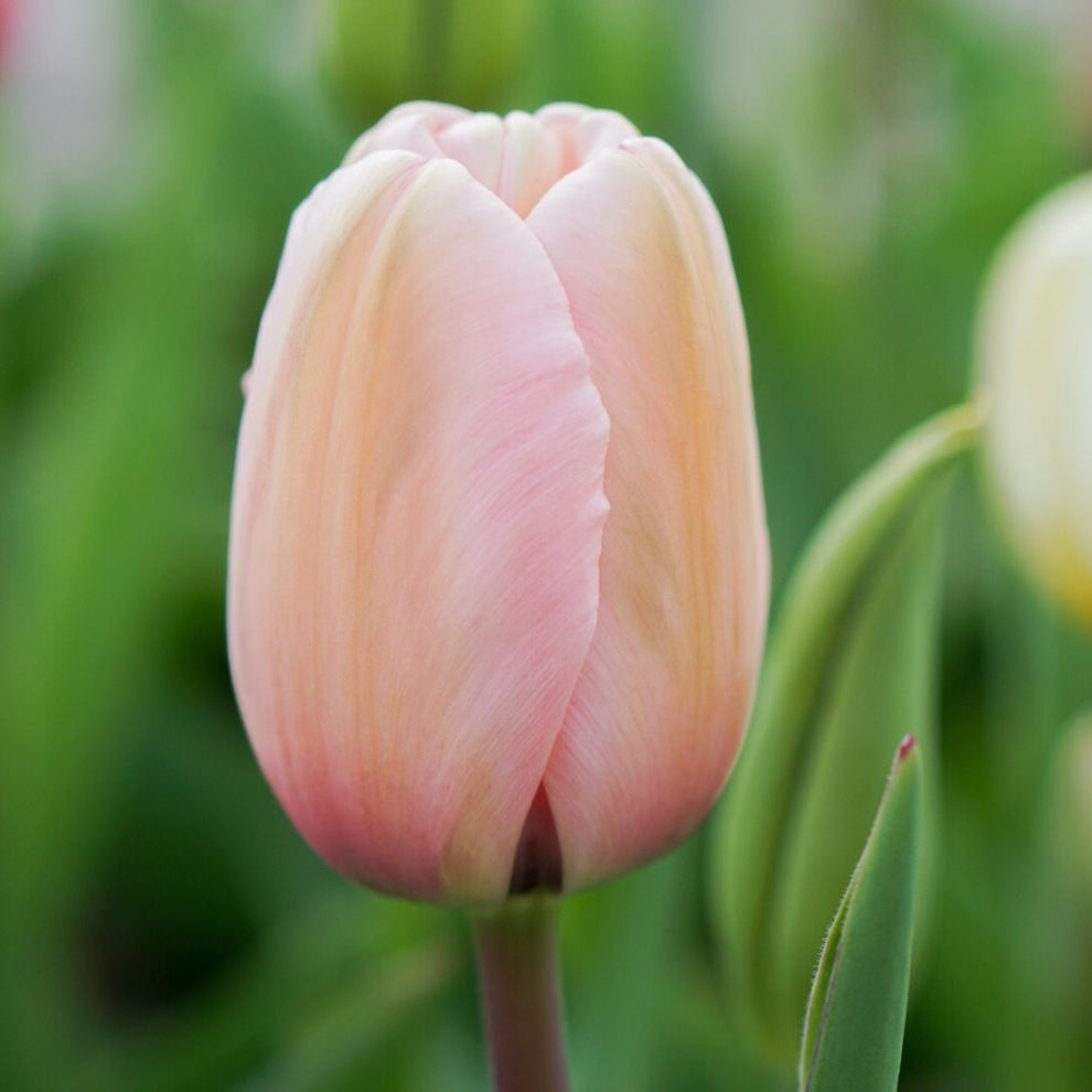 Tulp 'Design Impression' BIO | Biologische bloembollen | MAY & JUNE