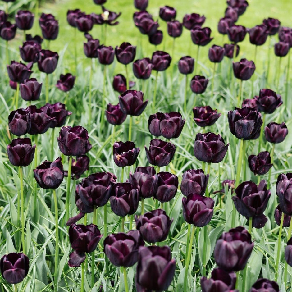Tulpen | (Biologische) bloembollen | MAY & JUNE