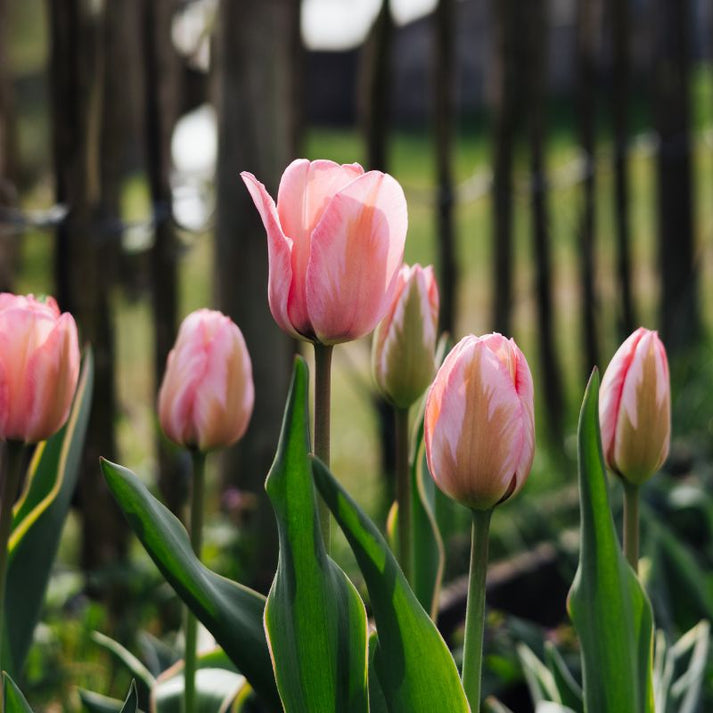 Tulp 'Design Impression' BIO | Biologische bloembollen | MAY & JUNE