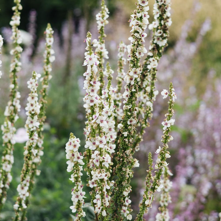 Verbascum chaixii 'Album' (toorts) | Bestel vaste planten | MAY & JUNE
