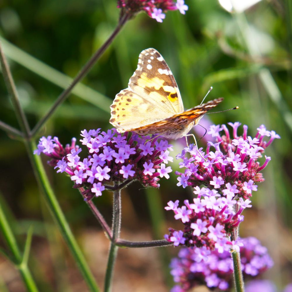 Verbena bonariensis 'Lollipop' (ijzerhard) BIO | Biologische vaste ...