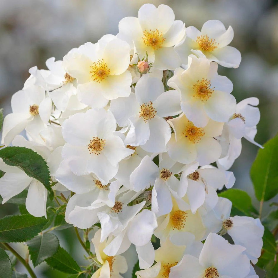 Engelse rozen van David Austin | Bestel ze hier | MAY & JUNE