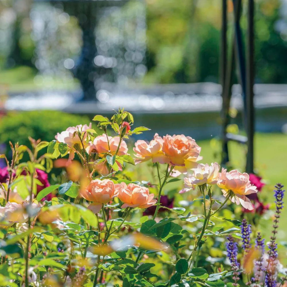 Engelse rozen van David Austin | Bestel ze hier | MAY & JUNE