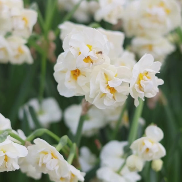 Narcissen – MAY & JUNE