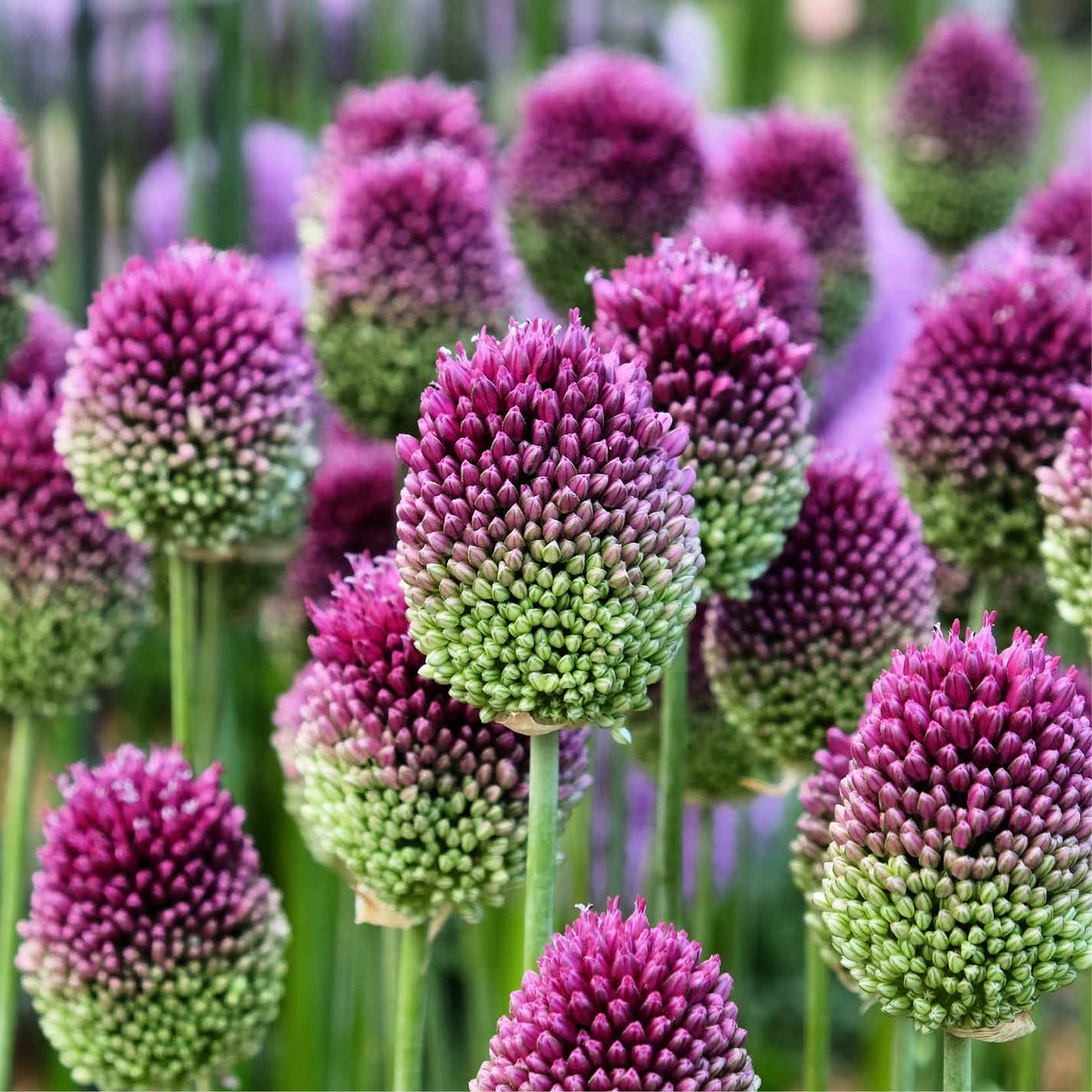 Allium sphaerocephalon (trommelstokjes) | (Biologische) bloembollen ...