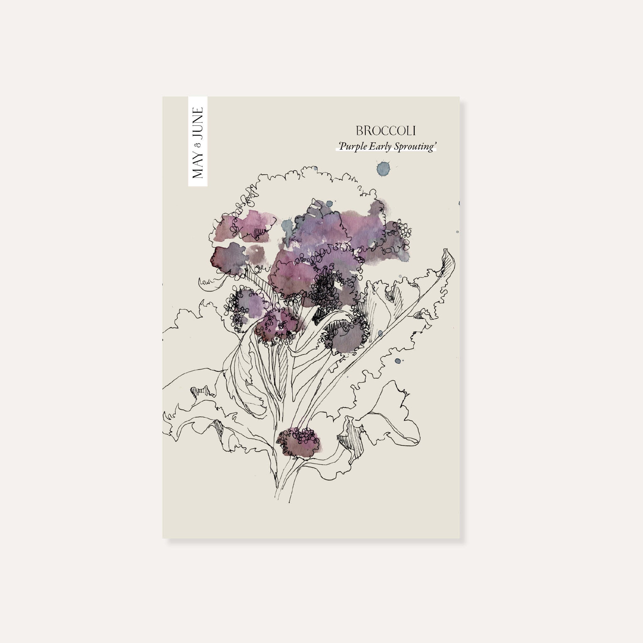Broccoli 'Early Sprouting Purple' | Groentezaden | MAY & JUNE