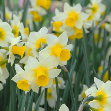 Narcissen – MAY & JUNE
