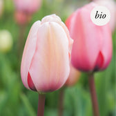 Tulp 'Design Impression' (15 stuks) BIO
