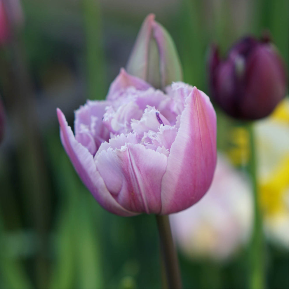 Tulp 'Great Barrier Reef' | Bestel bloembollen | MAY & JUNE