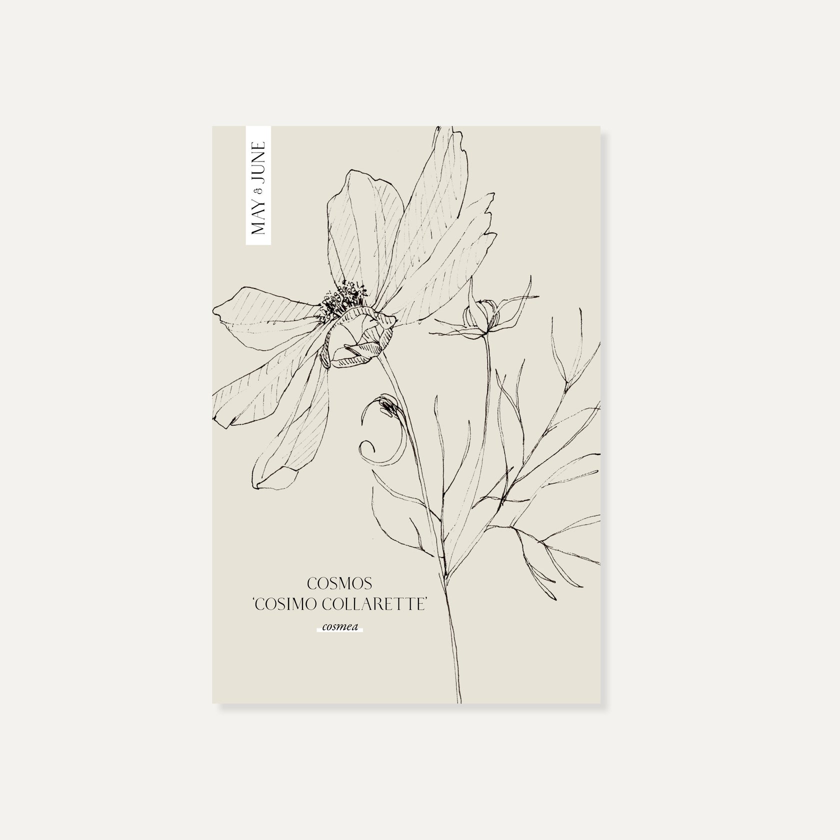 Cosmos bipinnatus ‘Cosimo Collarette’ | Cosmea | MAY & JUNE