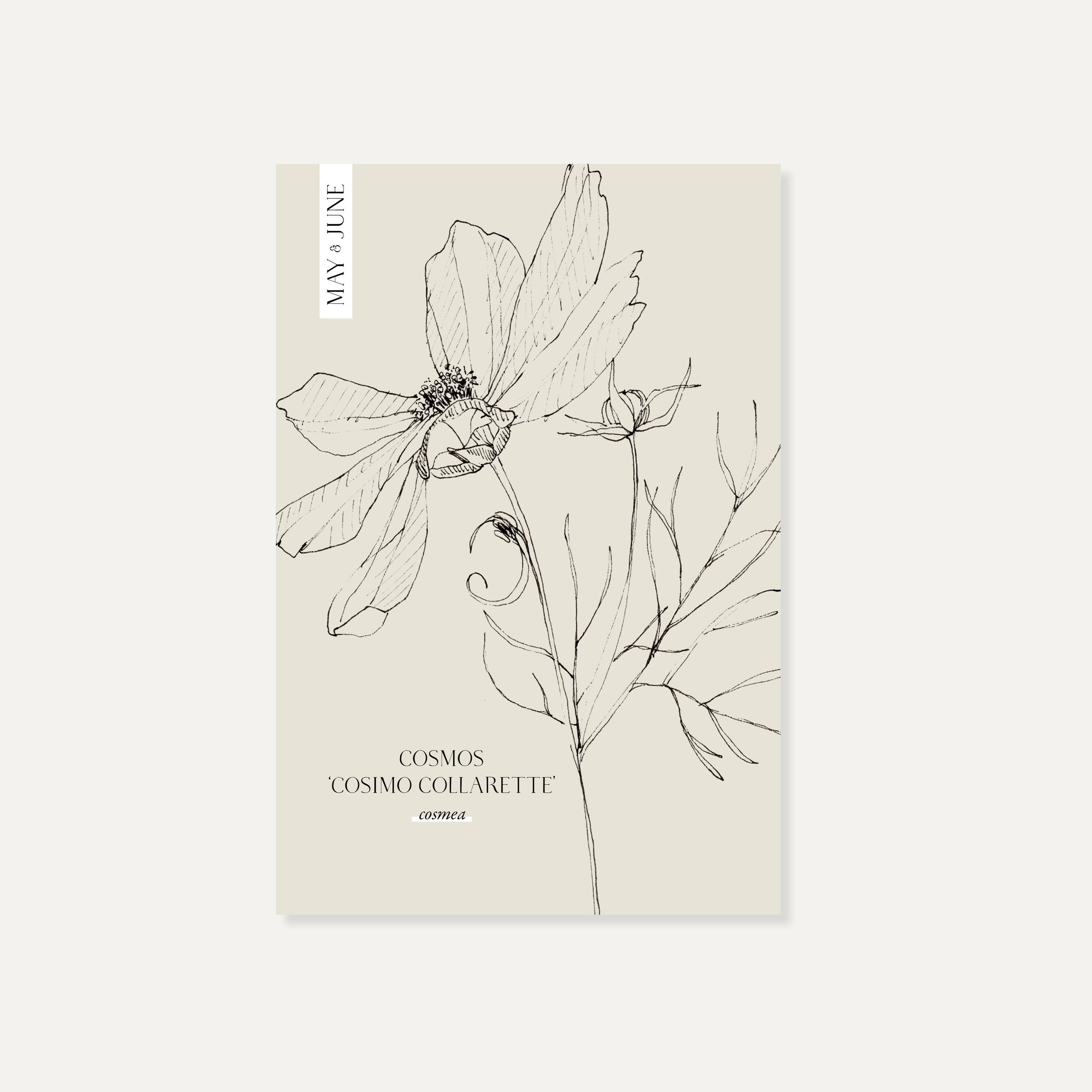 Cosmos bipinnatus ‘Cosimo Collarette’ | Cosmea | MAY & JUNE