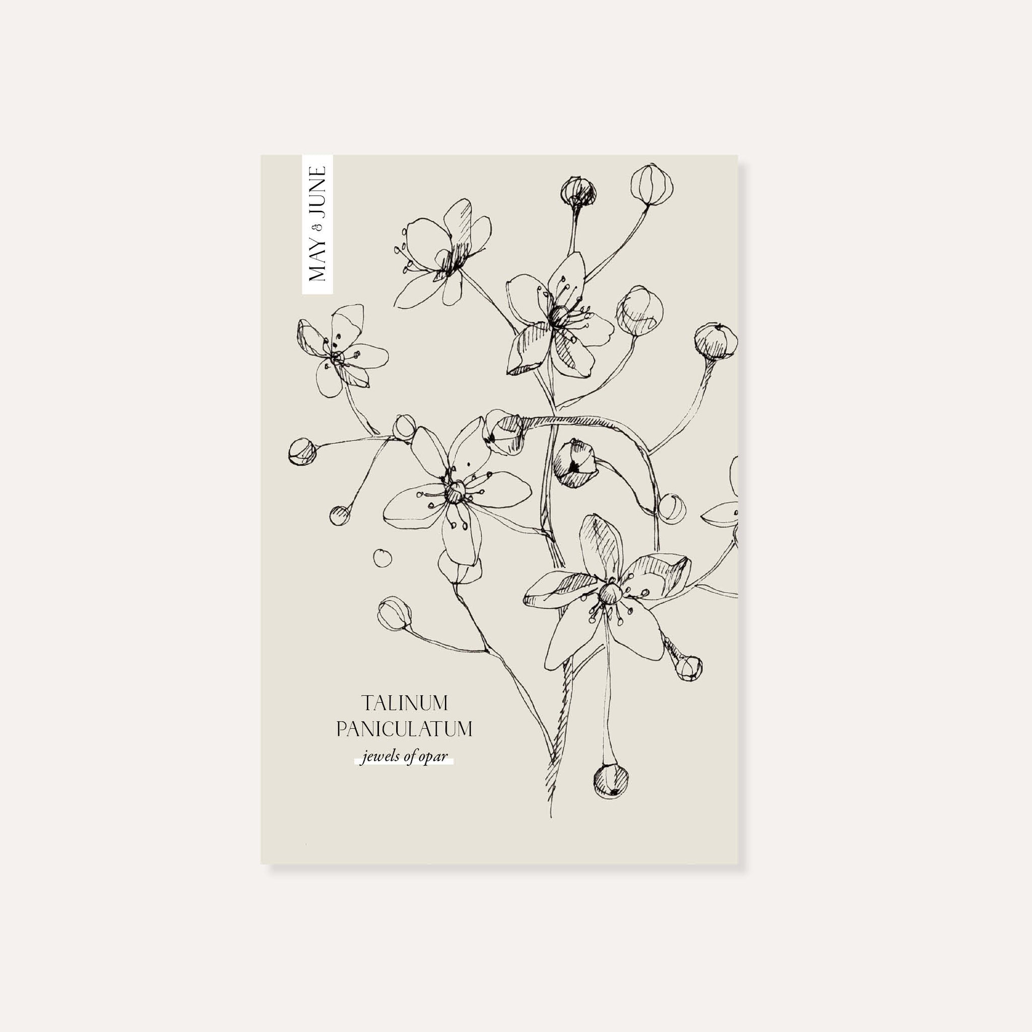 Talinum paniculatum | MAY & JUNE
