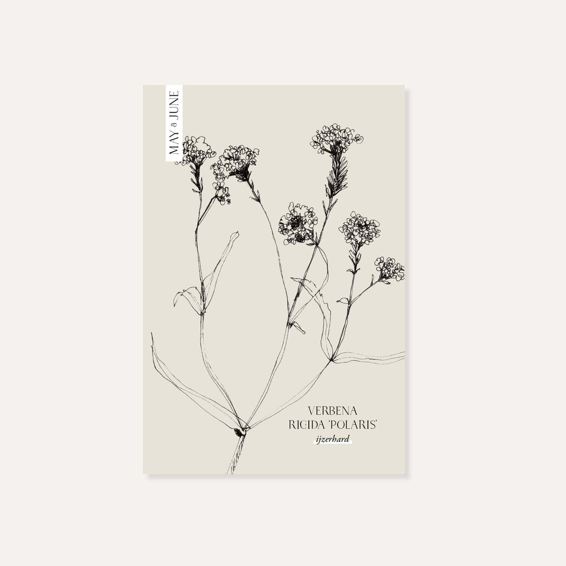 Verbena rigida 'Polaris' | IJzerhard | MAY & JUNE