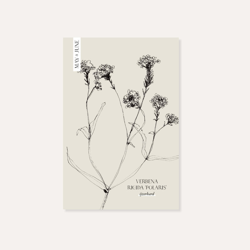 Verbena rigida 'Polaris' | IJzerhard | MAY & JUNE