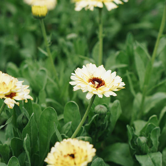 Calendula officinalis ‘Ivory Princess’ | MAY & JUNE
