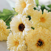 Calendula officinalis ‘Ivory Princess’ | MAY & JUNE