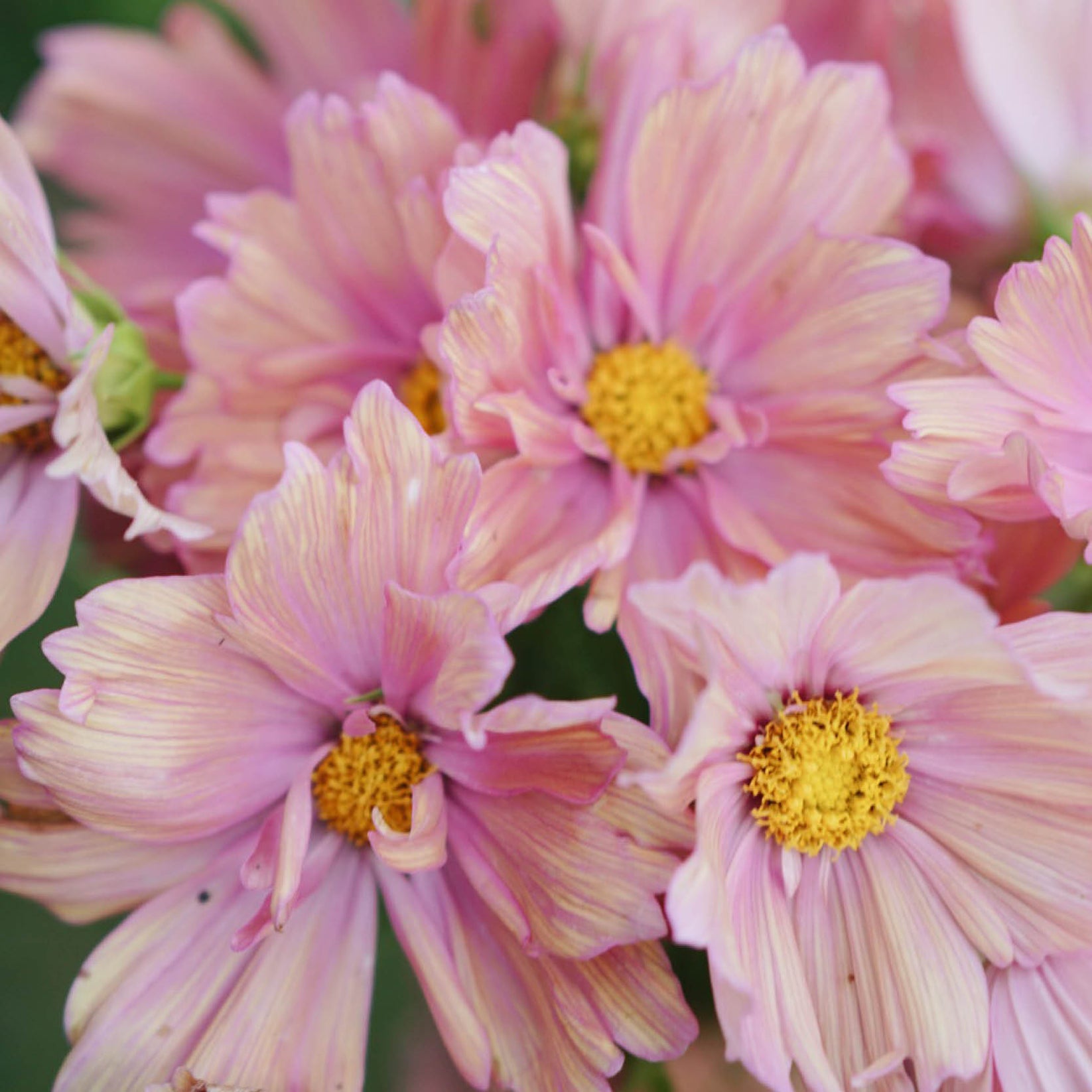 Cosmos bipinnatus ‘Apricotta Lemonade’ | MAY & JUNE