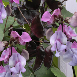 Dolichos lablab ‘Ruby Moon’ | MAY & JUNE
