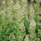 Reseda odorata | Bloemzaden | MAY & JUNE