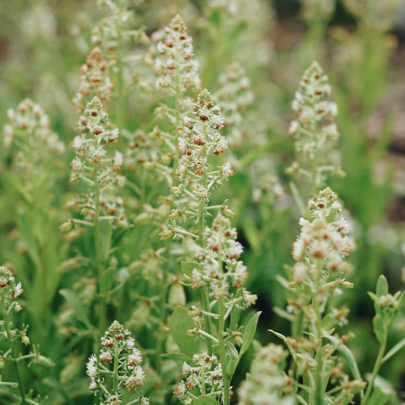 Reseda odorata | Bloemzaden | MAY & JUNE