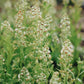 Reseda odorata | Bloemzaden | MAY & JUNE