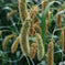 Setaria macrocheata | Vogelgierst | MAY & JUNE